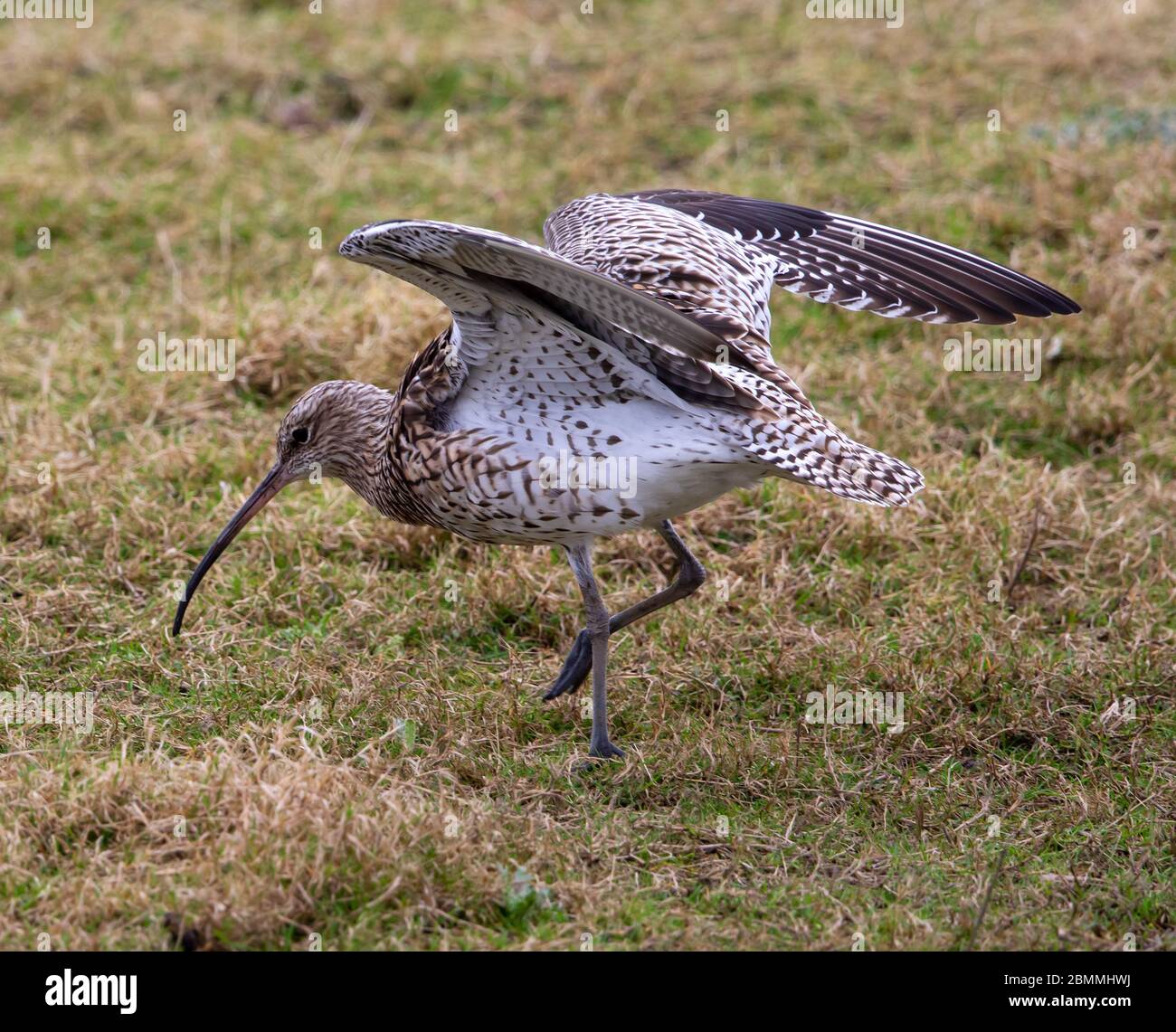 Curlew feeding hi-res stock photography and images - Alamy