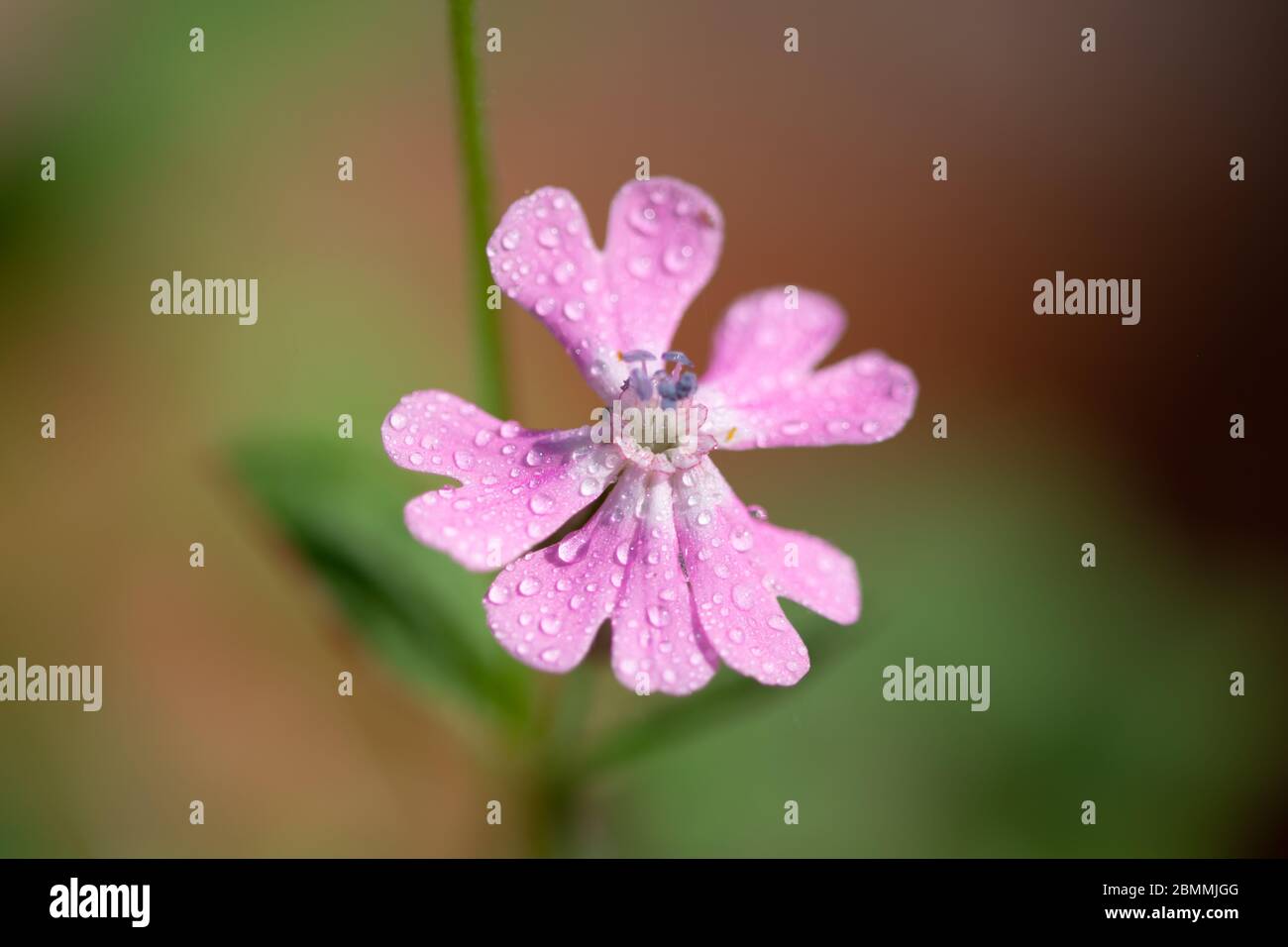 Golap phool hi-res stock photography and images - Alamy