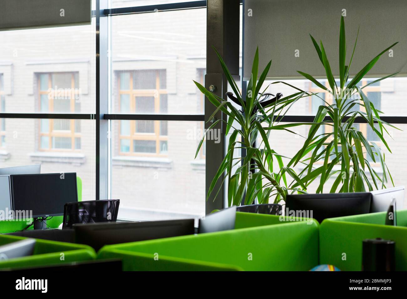 Green office with green decorative plants on windowsill Stock Photo - Alamy