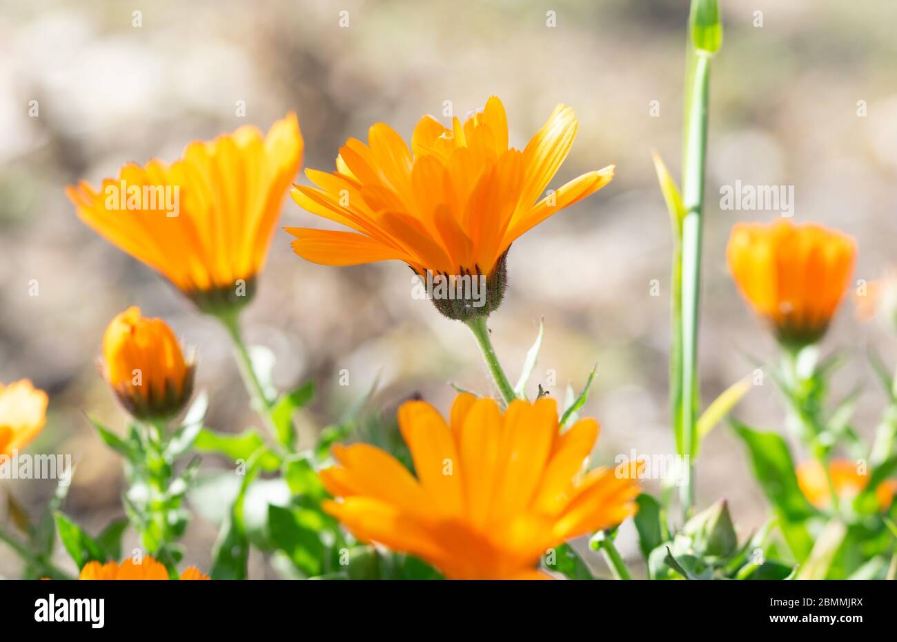 Photography sample hi-res stock photography and images - Alamy