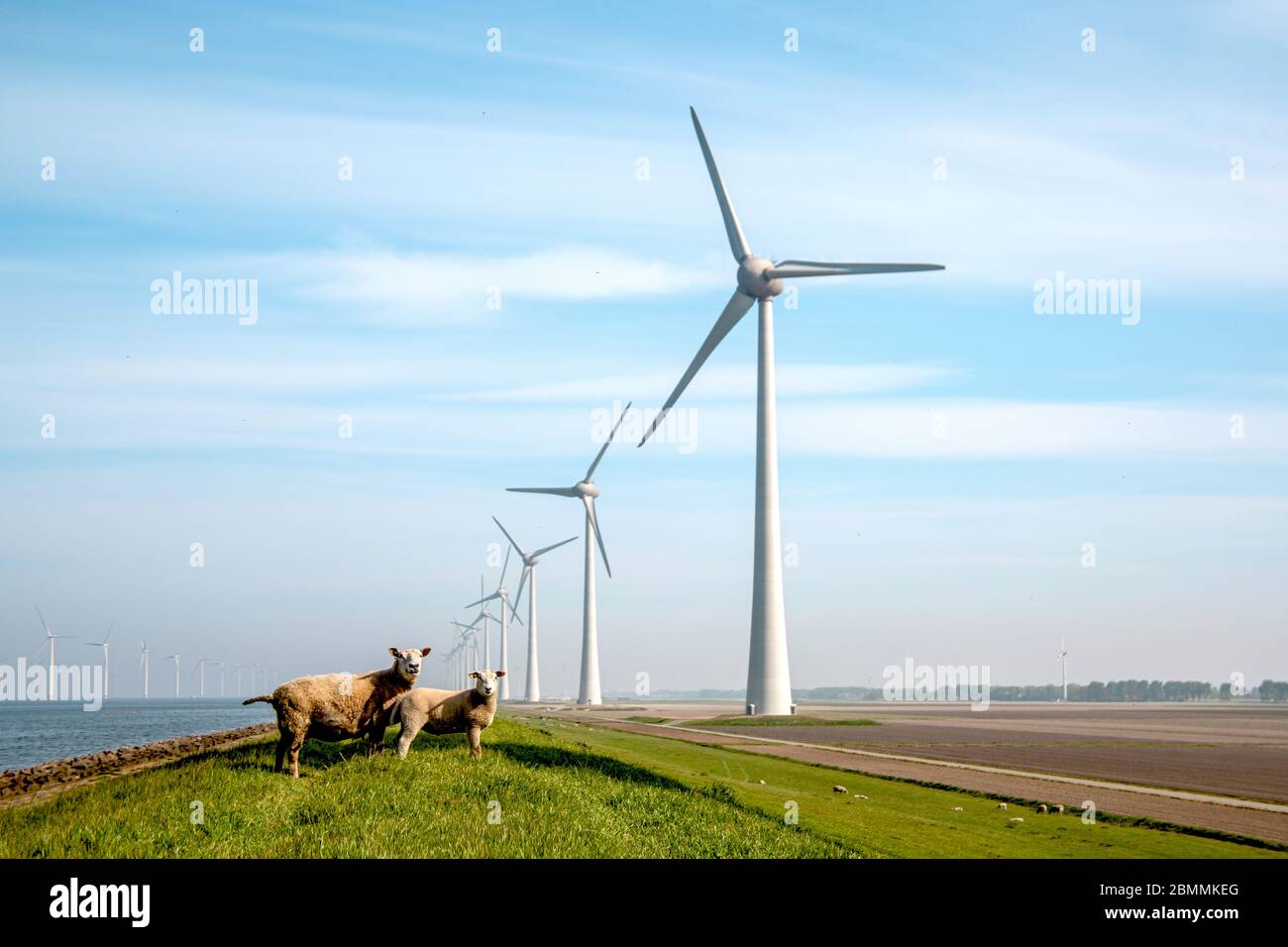 Sheeps and lambs on the dike with huge windmill turbines in the ...
