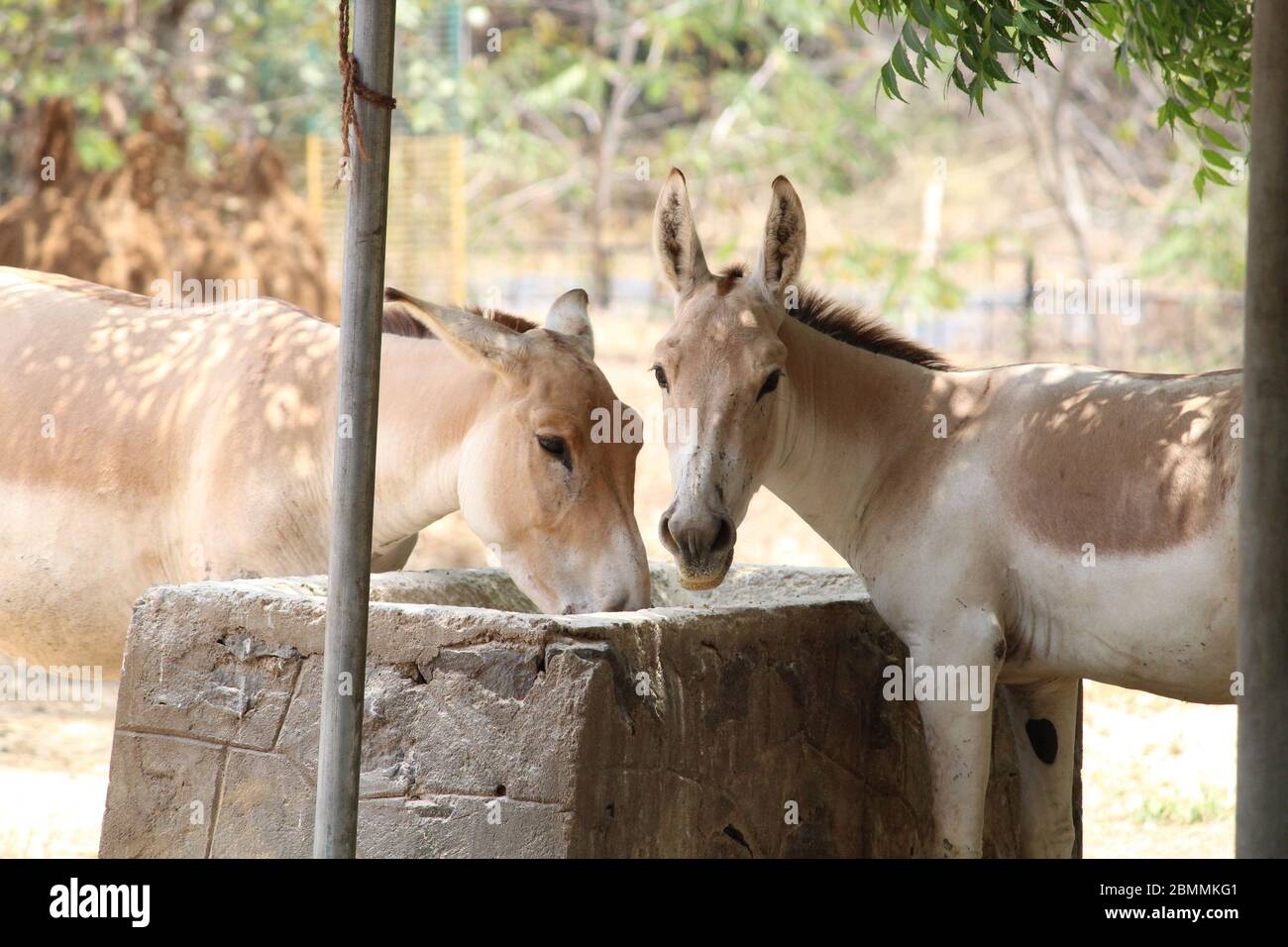 Donkey lover hi-res stock photography and images - Alamy