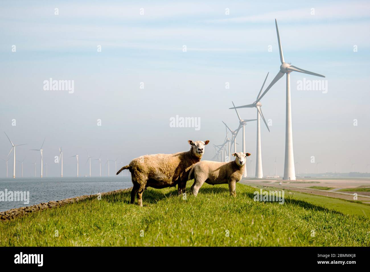 Sheeps and lambs on the dike with huge windmill turbines in the ...