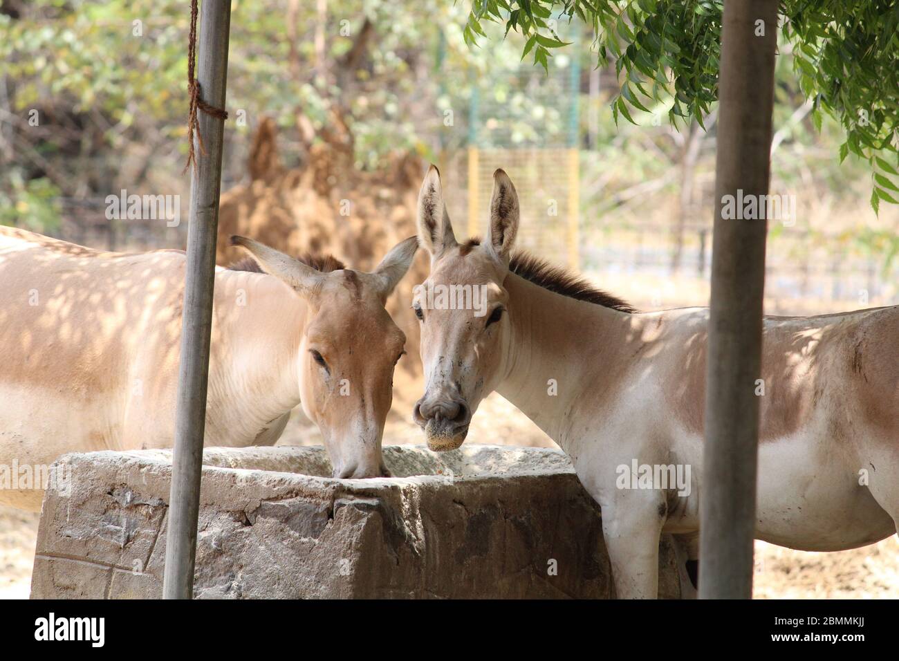 Save the donkeys hi-res stock photography and images - Alamy