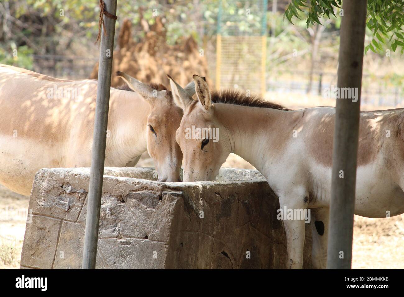 Save the donkeys hi-res stock photography and images - Alamy
