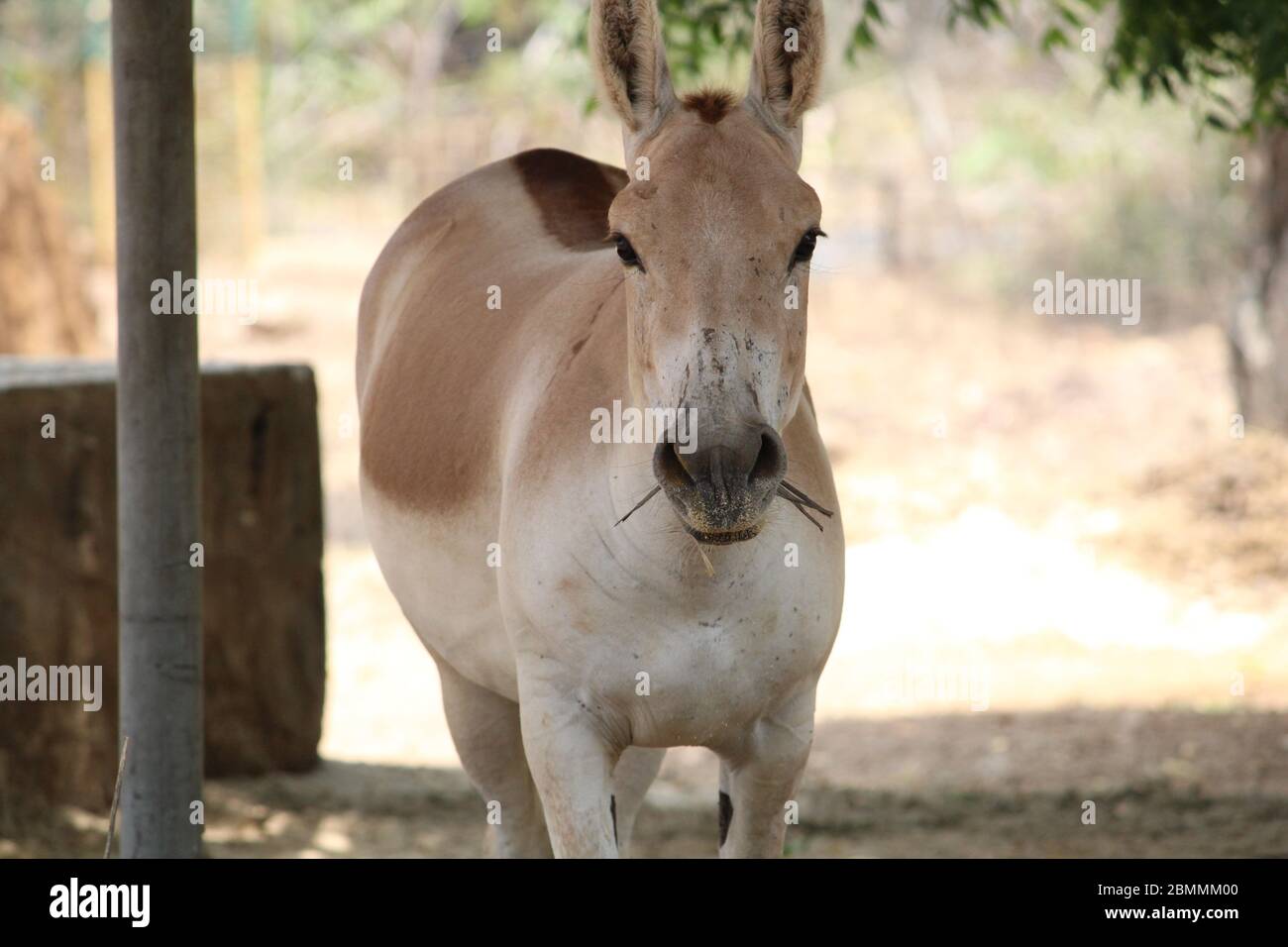 Donkey power hi-res stock photography and images - Alamy