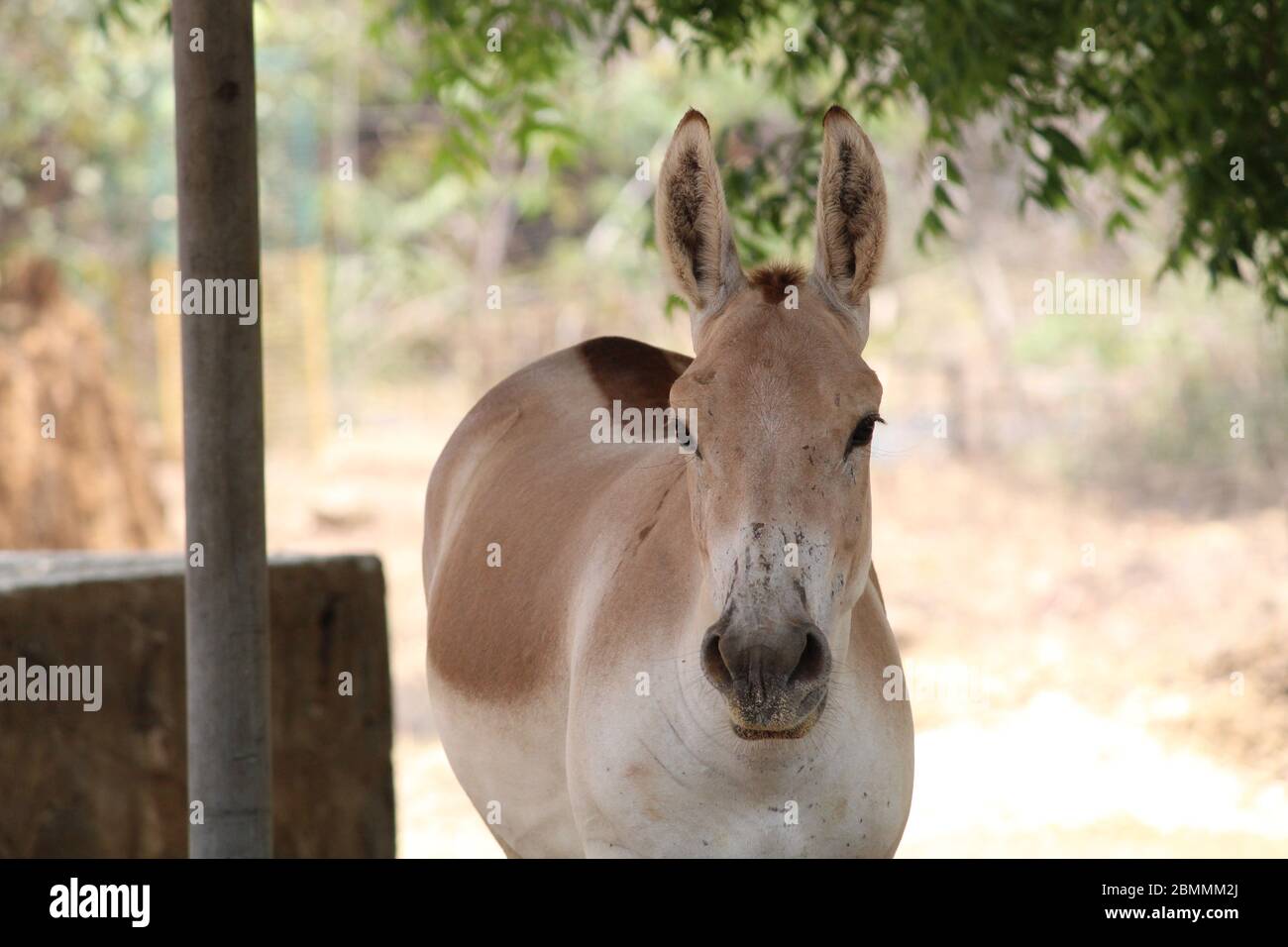 Donkey power hi-res stock photography and images - Alamy