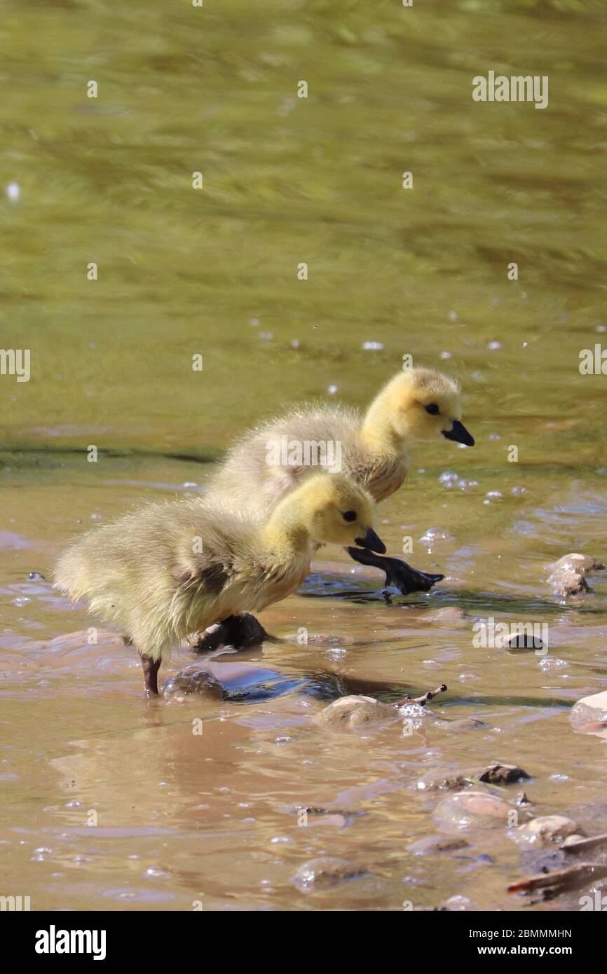 Baby geeses hi-res stock photography and images - Alamy