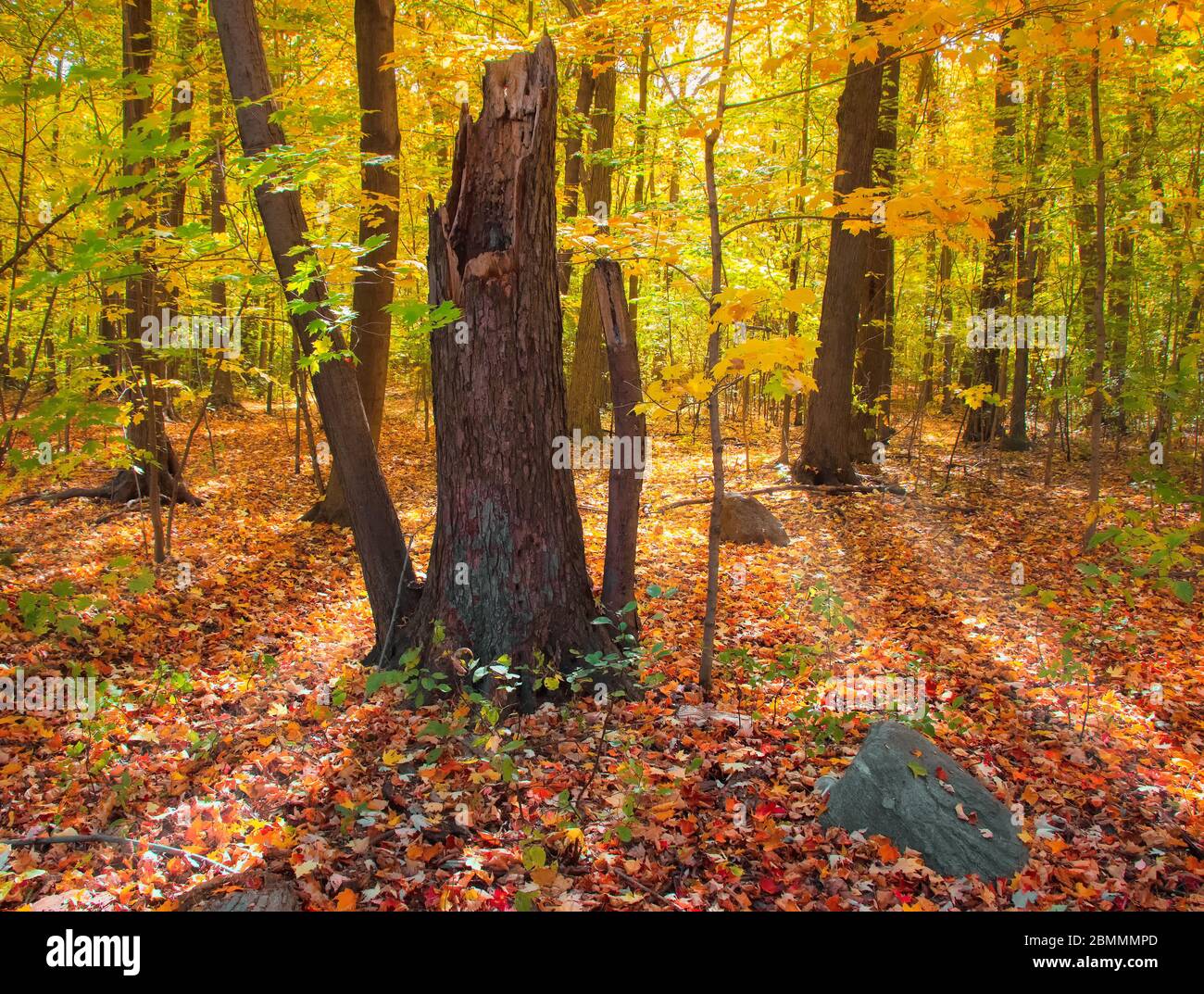 Maple tree tree nature park with branches of trees bright hi-res stock ...