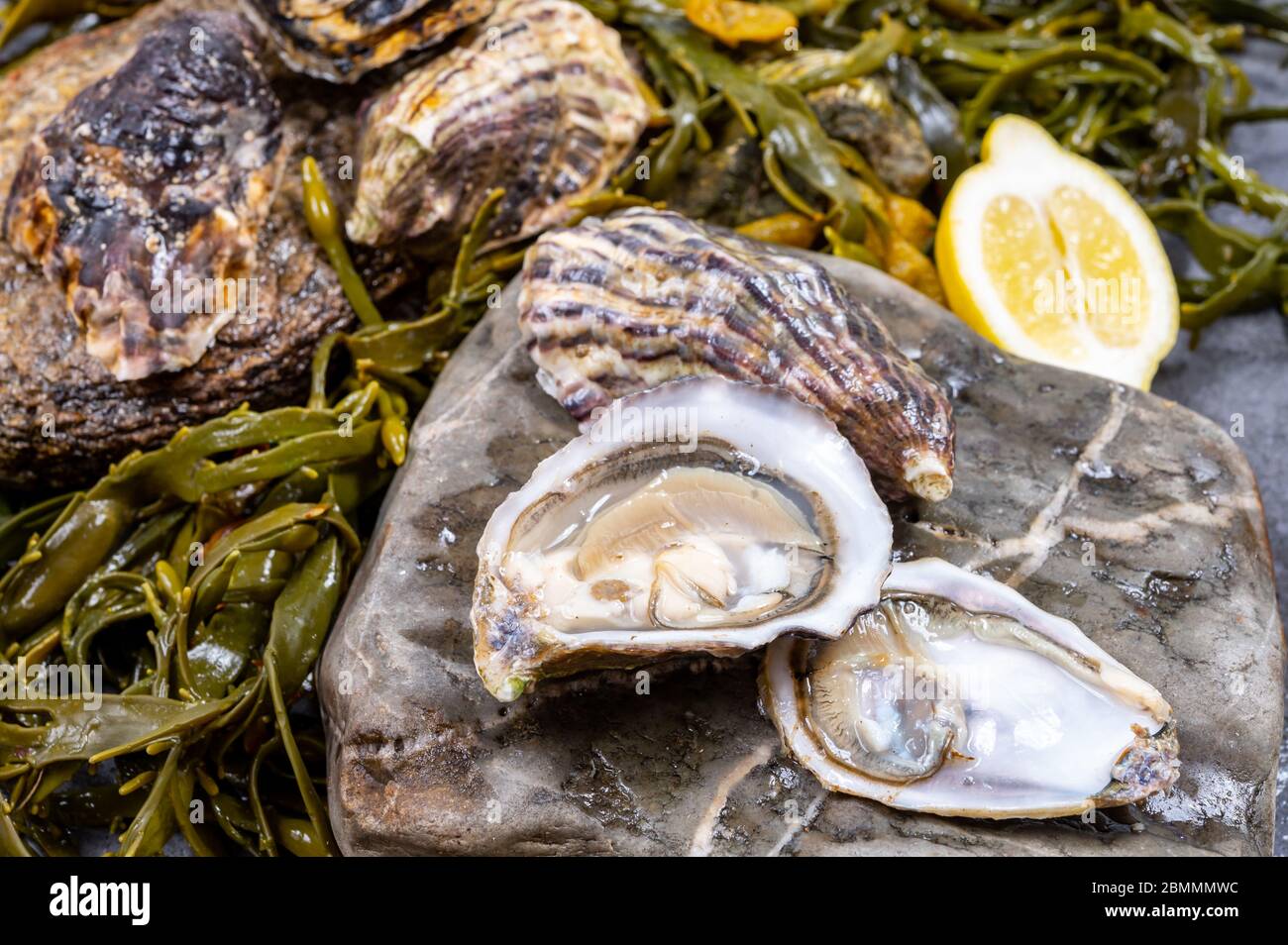Fresh pacific or japanese oysters molluscs shucked on stone with kelp ...