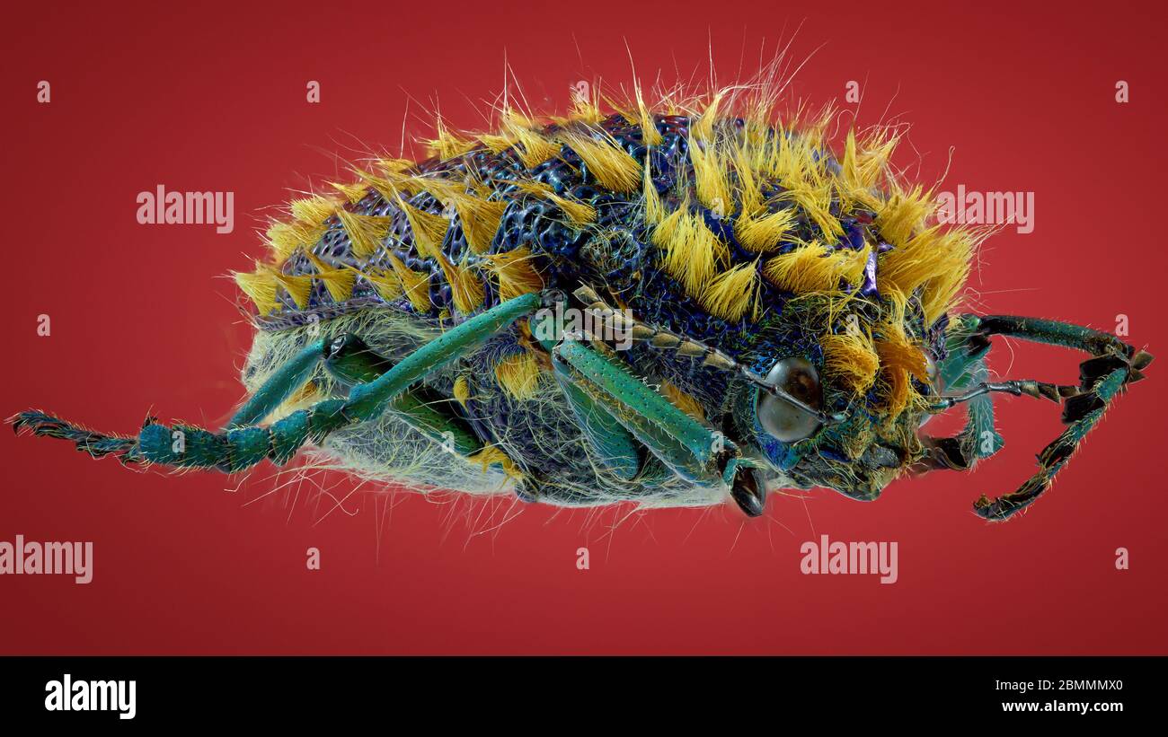 Julodis hi-res stock photography and images - Alamy