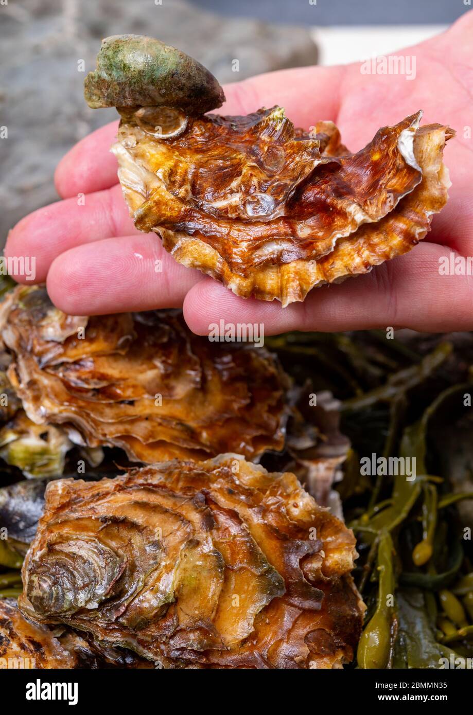 Fresh zeeuwse creuse pacific or japanese oysters molluscs on fish ...