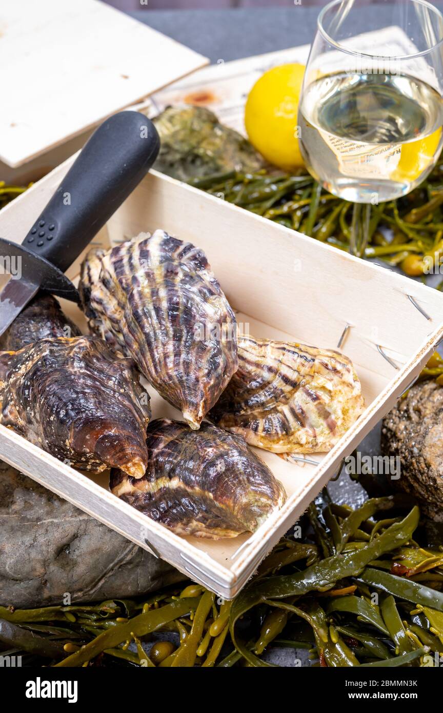 Japanese scallop breeding hi-res stock photography and images - Alamy