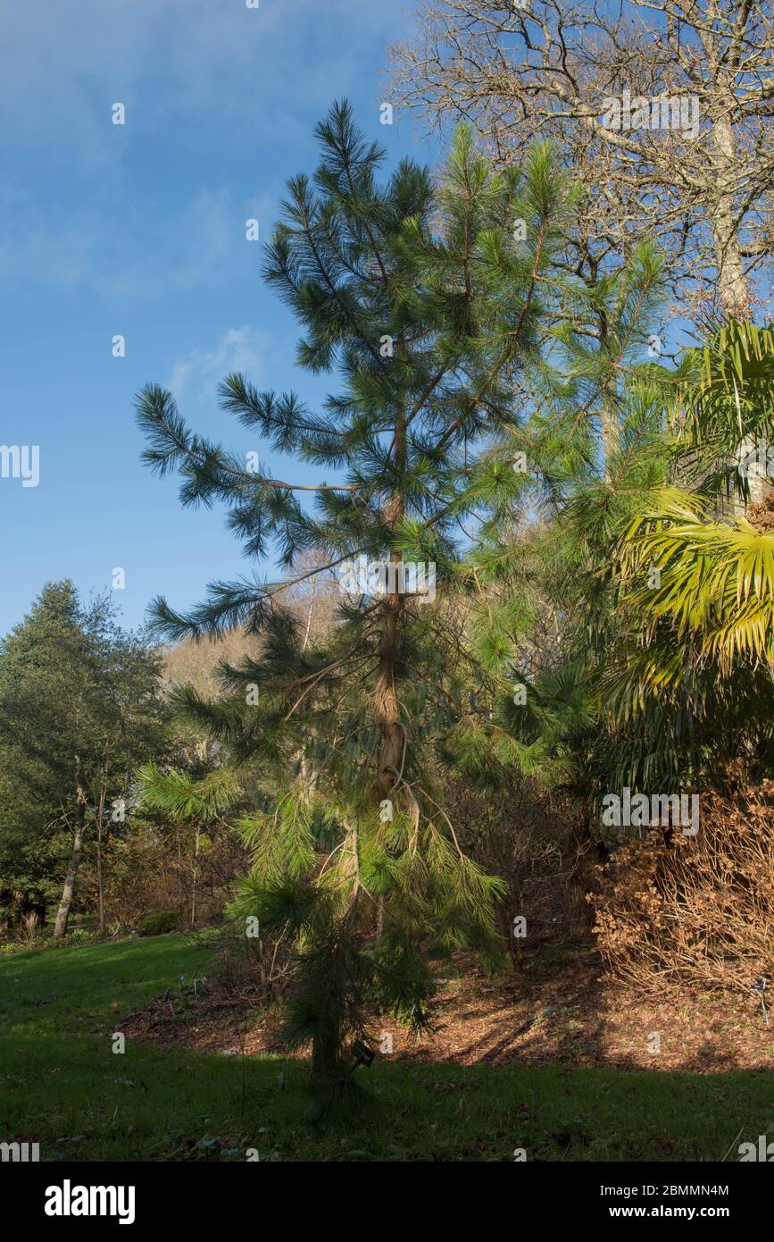 Winter Foliage of the Evergreen Gregg's Pine Tree (Pinus greggii) with ...