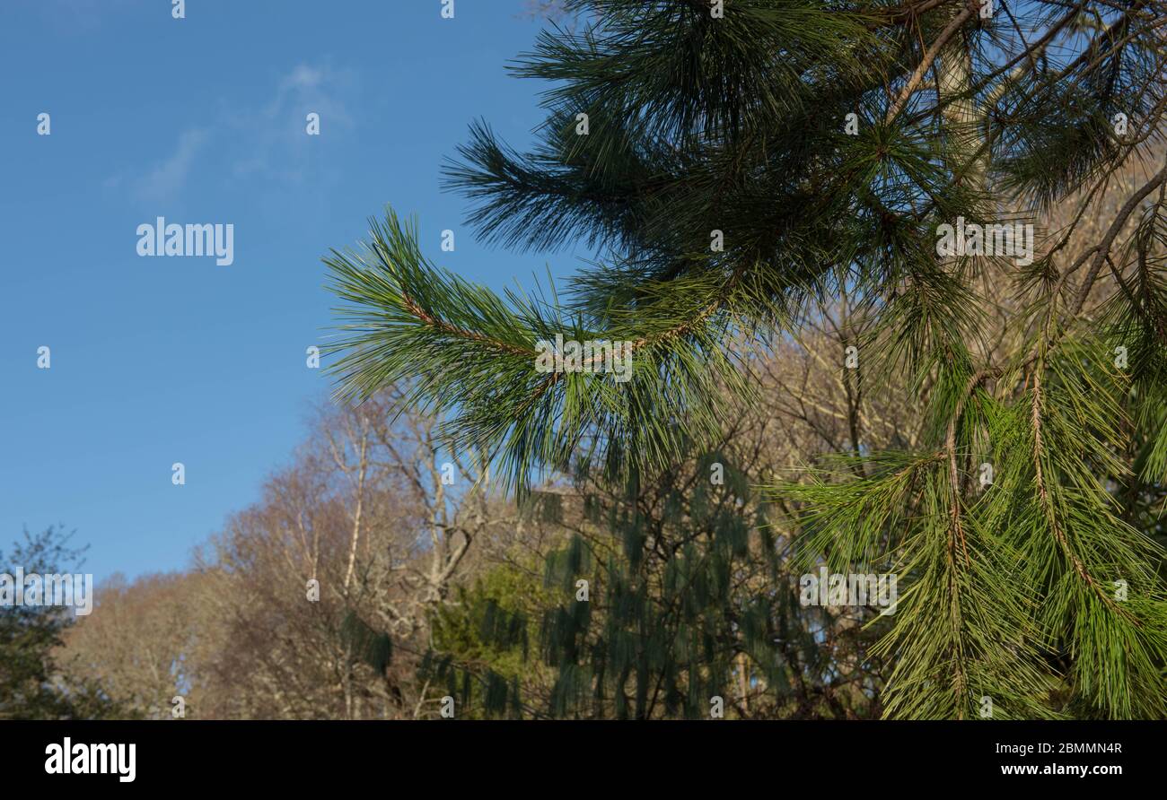 Pinus greggii hi-res stock photography and images - Alamy