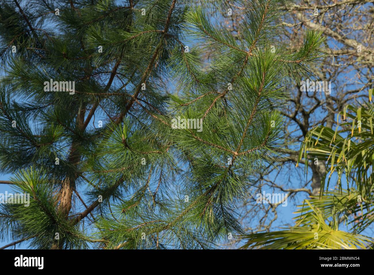 Winter Foliage of the Evergreen Gregg's Pine Tree (Pinus greggii) with ...