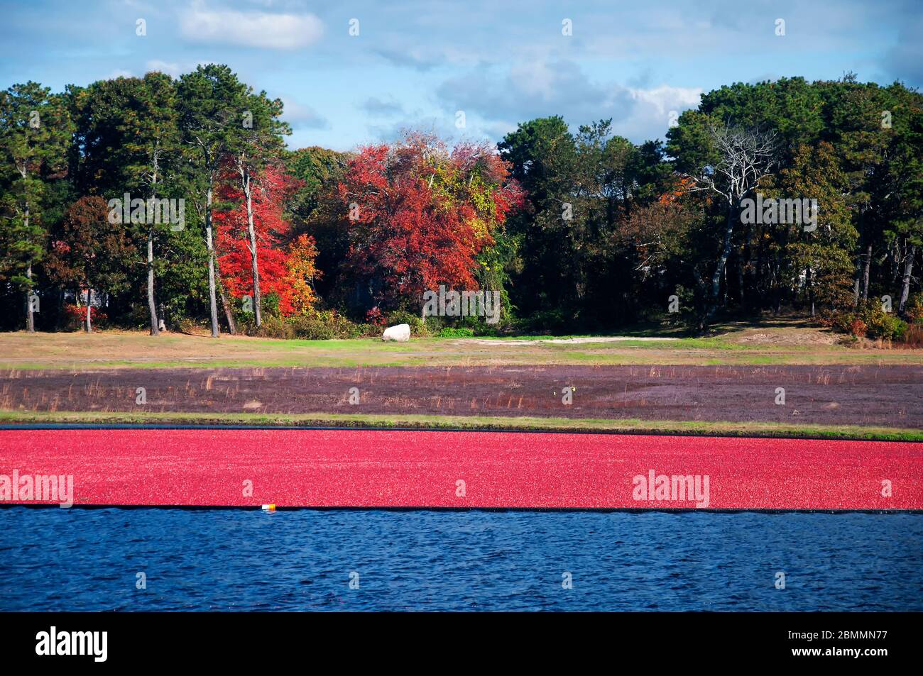 Cranberry bog massachusetts hi-res stock photography and images - Alamy