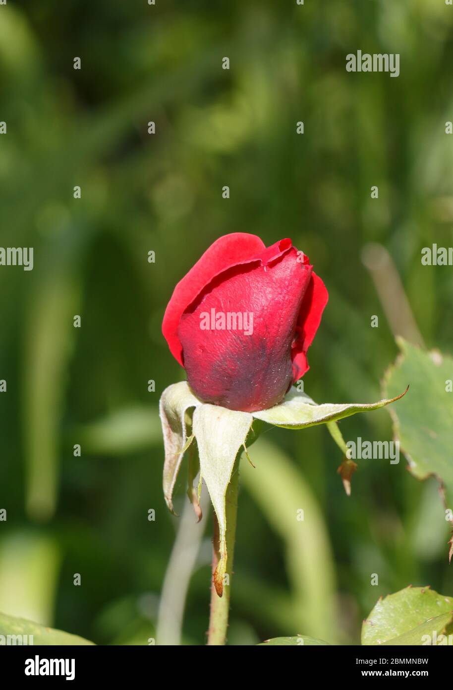 Red rose bud in a garden during spring Stock Photo - Alamy