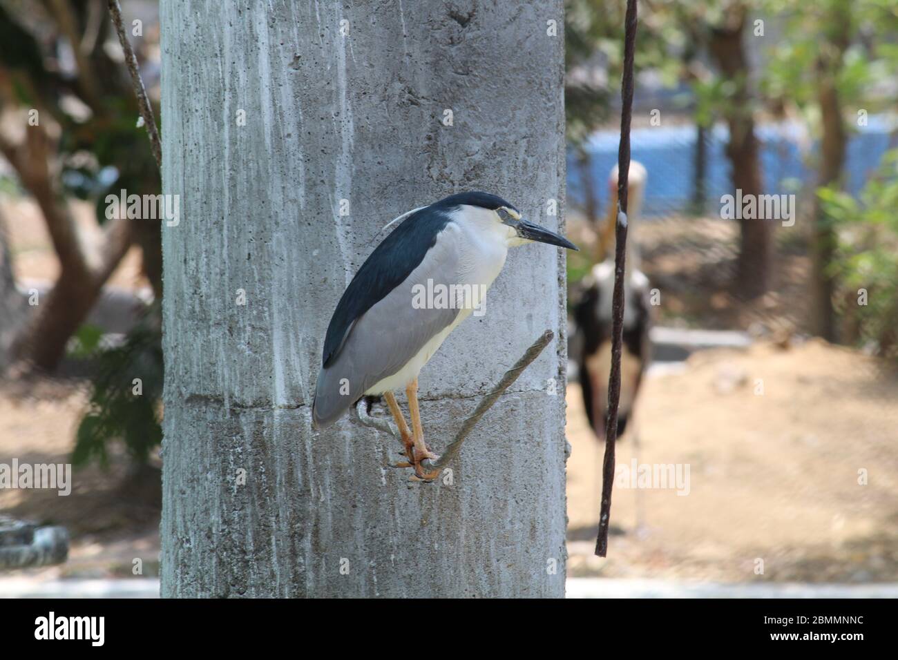 Swan birds india hi-res stock photography and images - Alamy