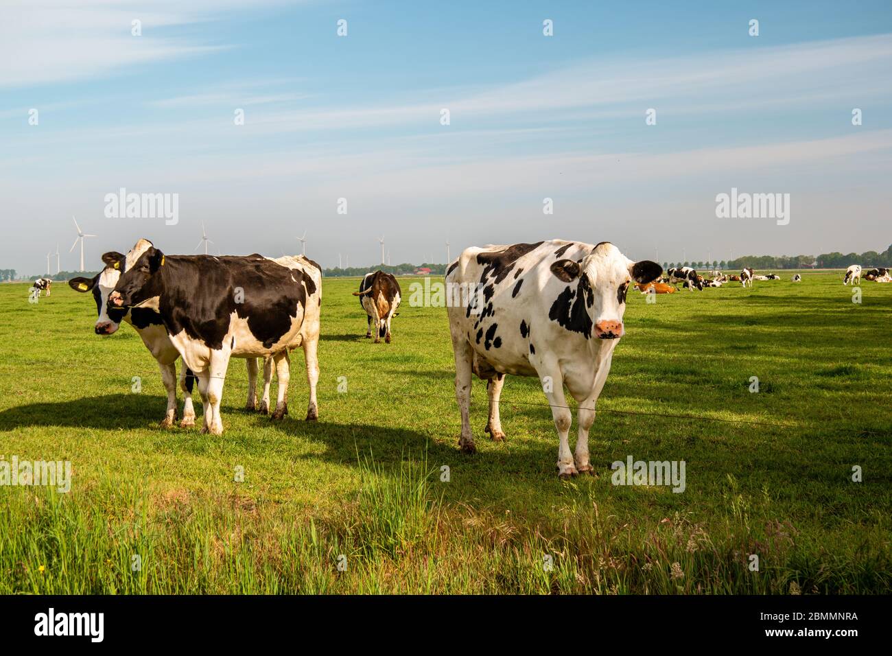 Dutch group of cows outside during sunny Spring weather in the ...