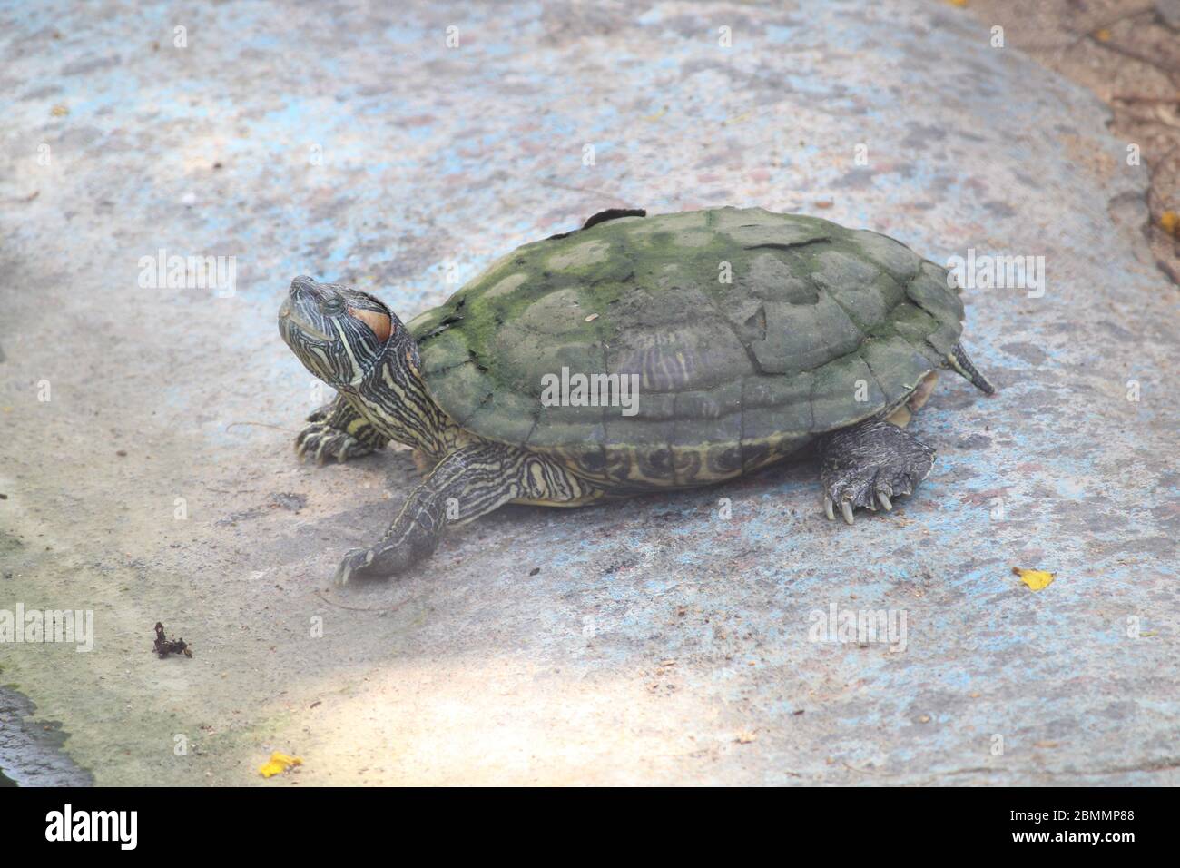 Tiger tortoise hi-res stock photography and images - Alamy