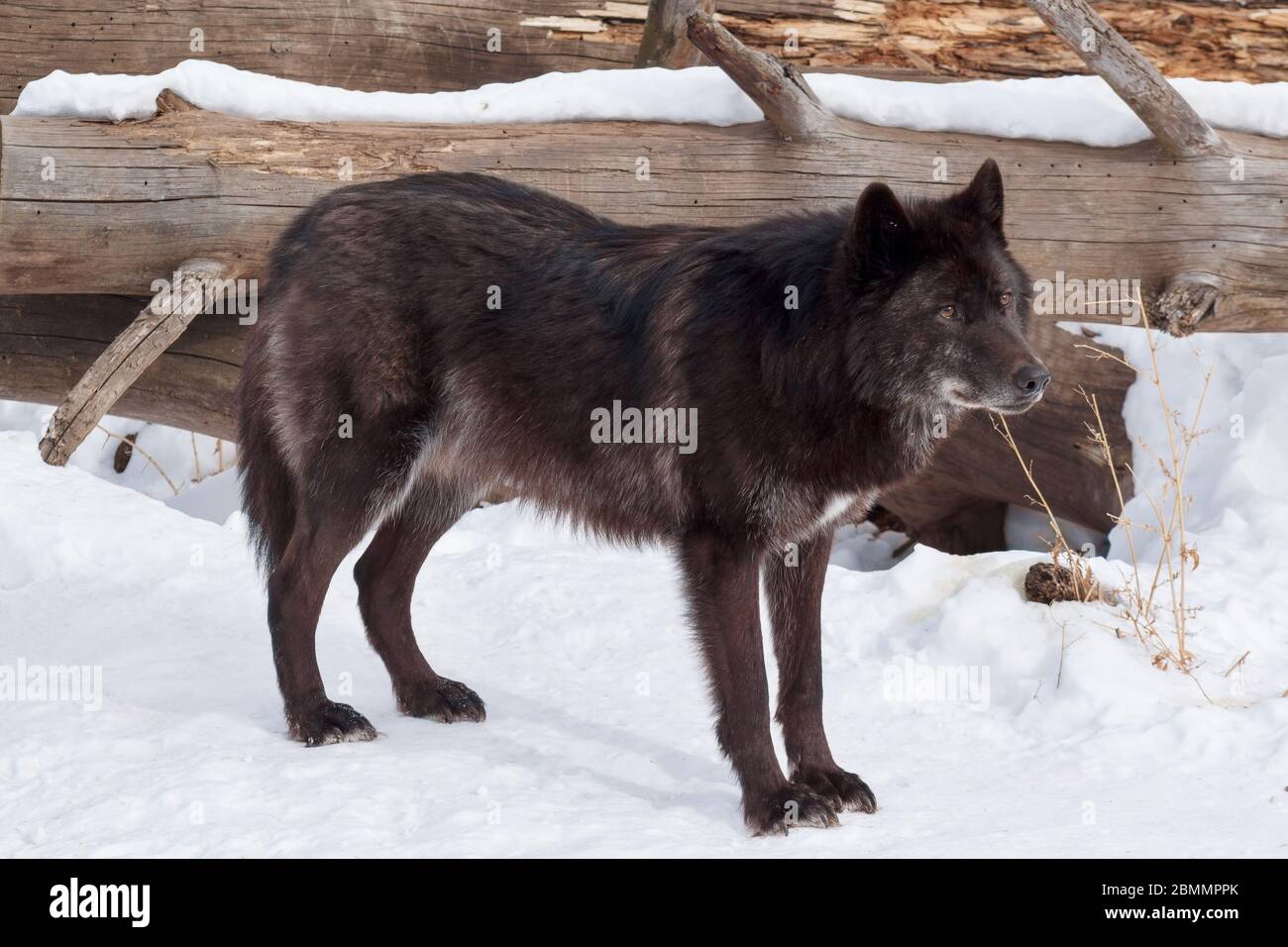 Wild black canadian wolf is looking for his new victim in the winter ...