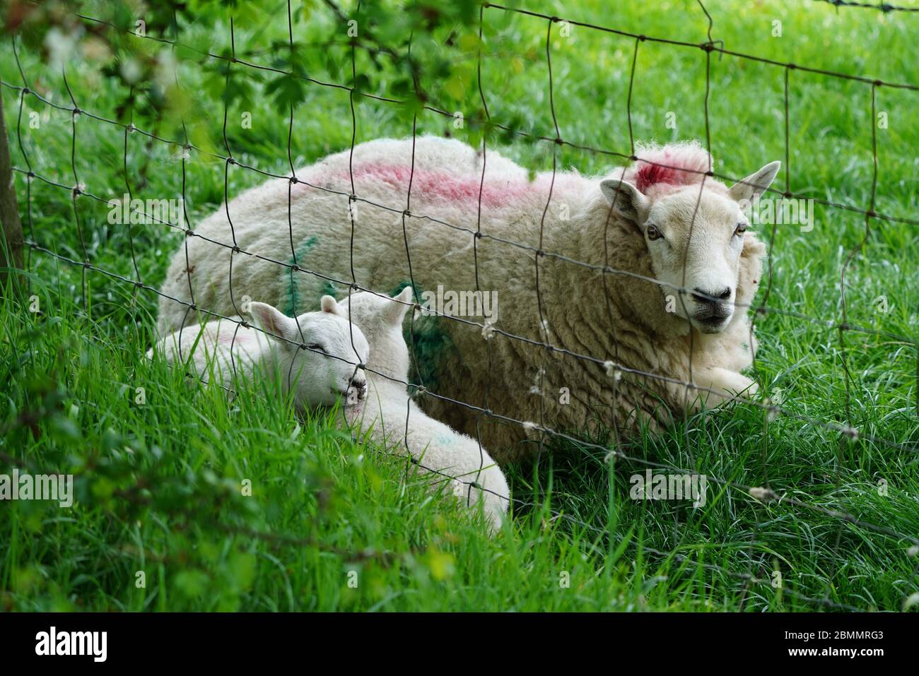 Sheep & Lamb Stock Photo - Alamy