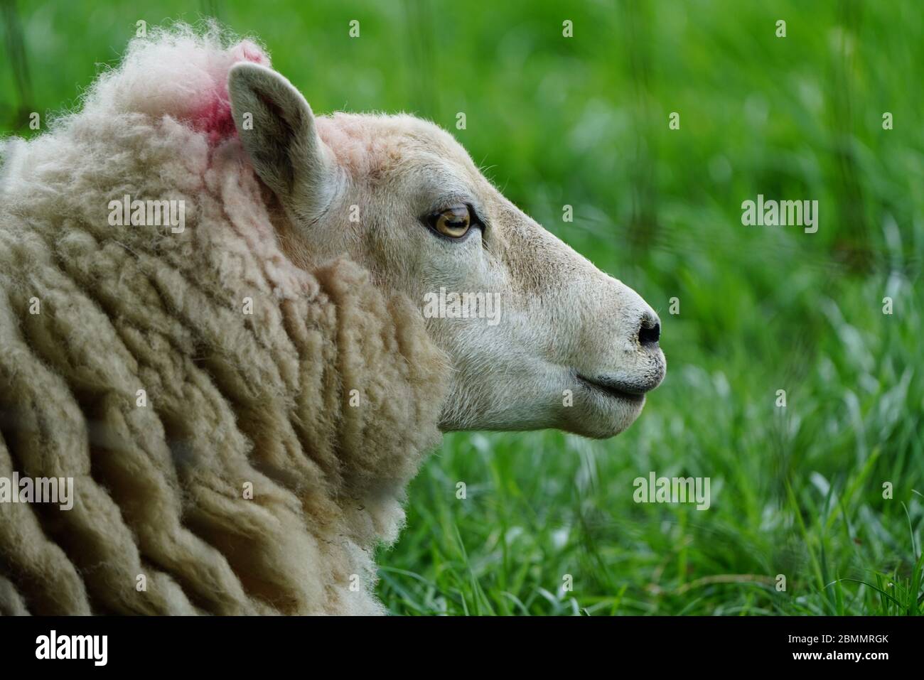 Sheep & Lamb Stock Photo - Alamy