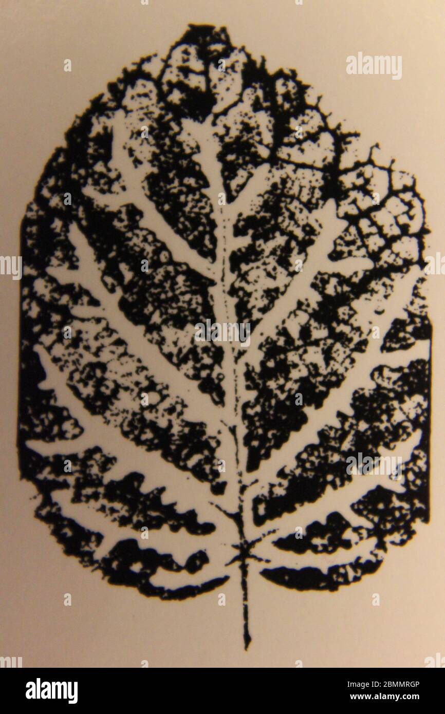 Fine 70s vintage black and white extreme photography of a macro closeup ...