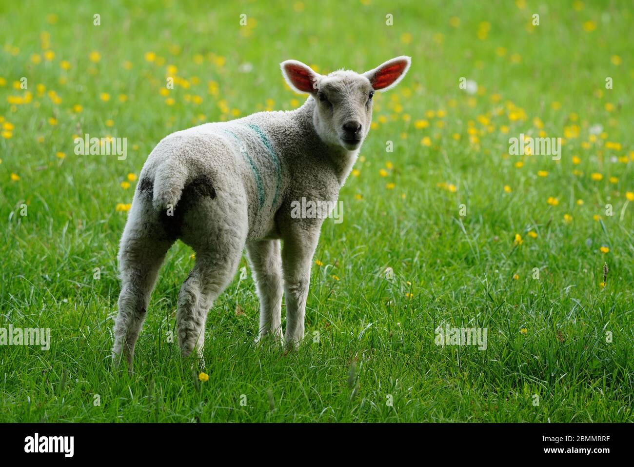 Sheep & Lamb Stock Photo - Alamy