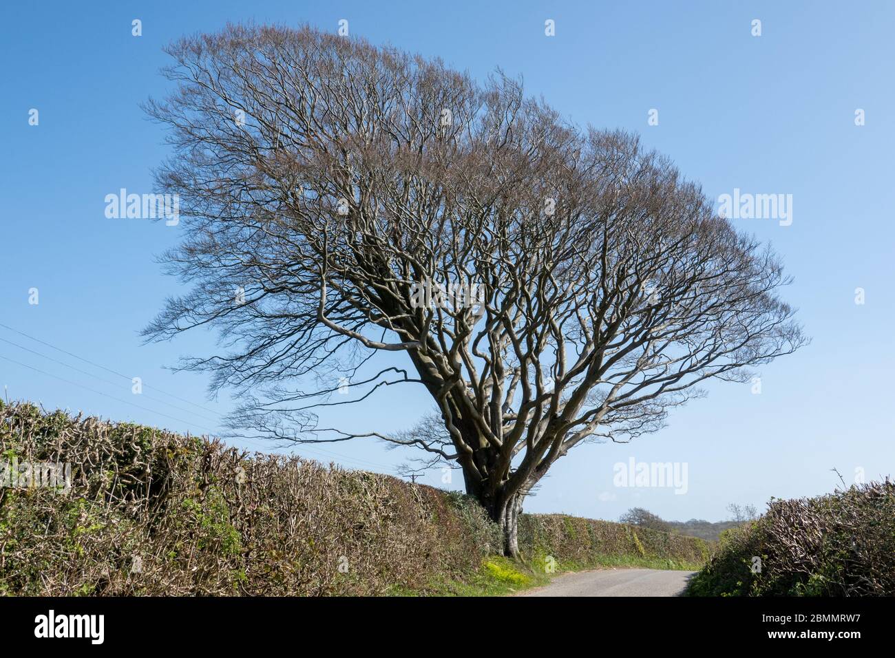Wind swept tree Stock Photo - Alamy
