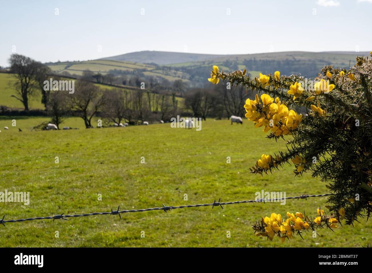 Gorse evergreen bushes hi-res stock photography and images - Alamy
