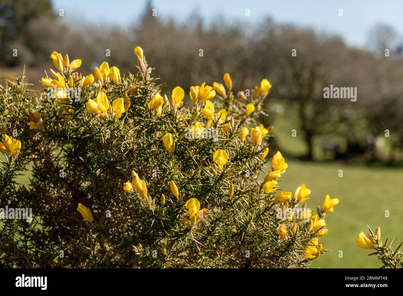 Yellow common gorse bush on Dartmoor - Ulex europaeus Stock Photo - Alamy