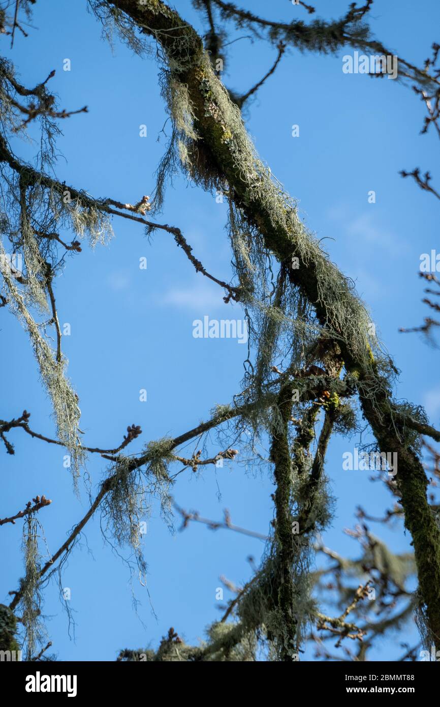 Trees with moss growing on them in natural wood, Devon England Stock ...