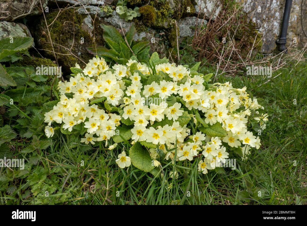 Primrose (Primula vulgaris) in rural Devon hedgerow Stock Photo - Alamy