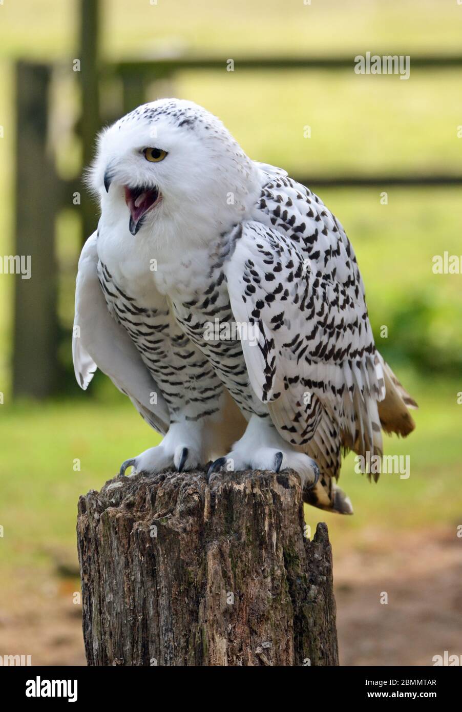 Snowy Owl on a perch at Cotswold Falconry Centre, Moreton-in-Marsh ...