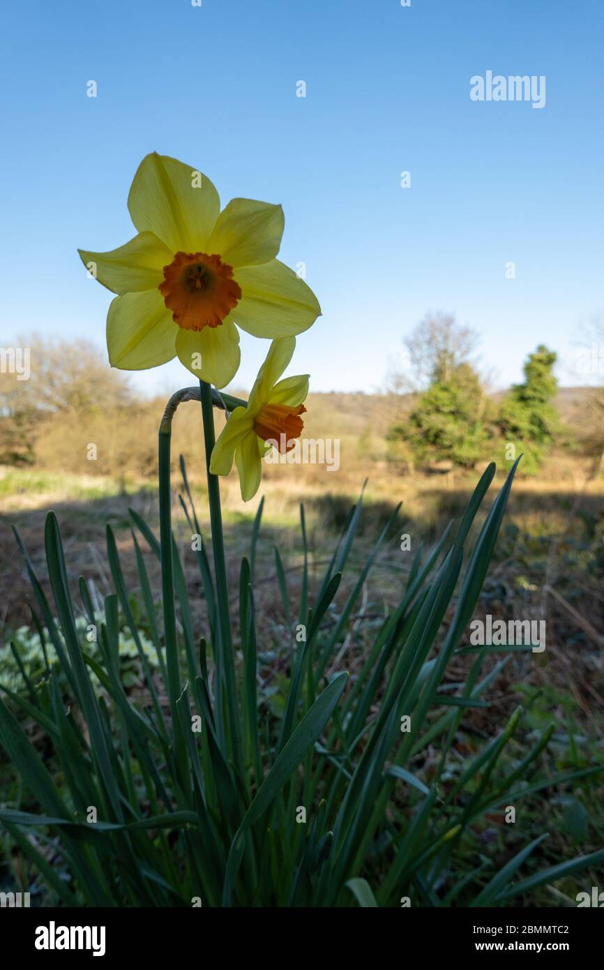 "Fortune" Daffodil in rural hedgerow, Devon, UK Stock Photo - Alamy