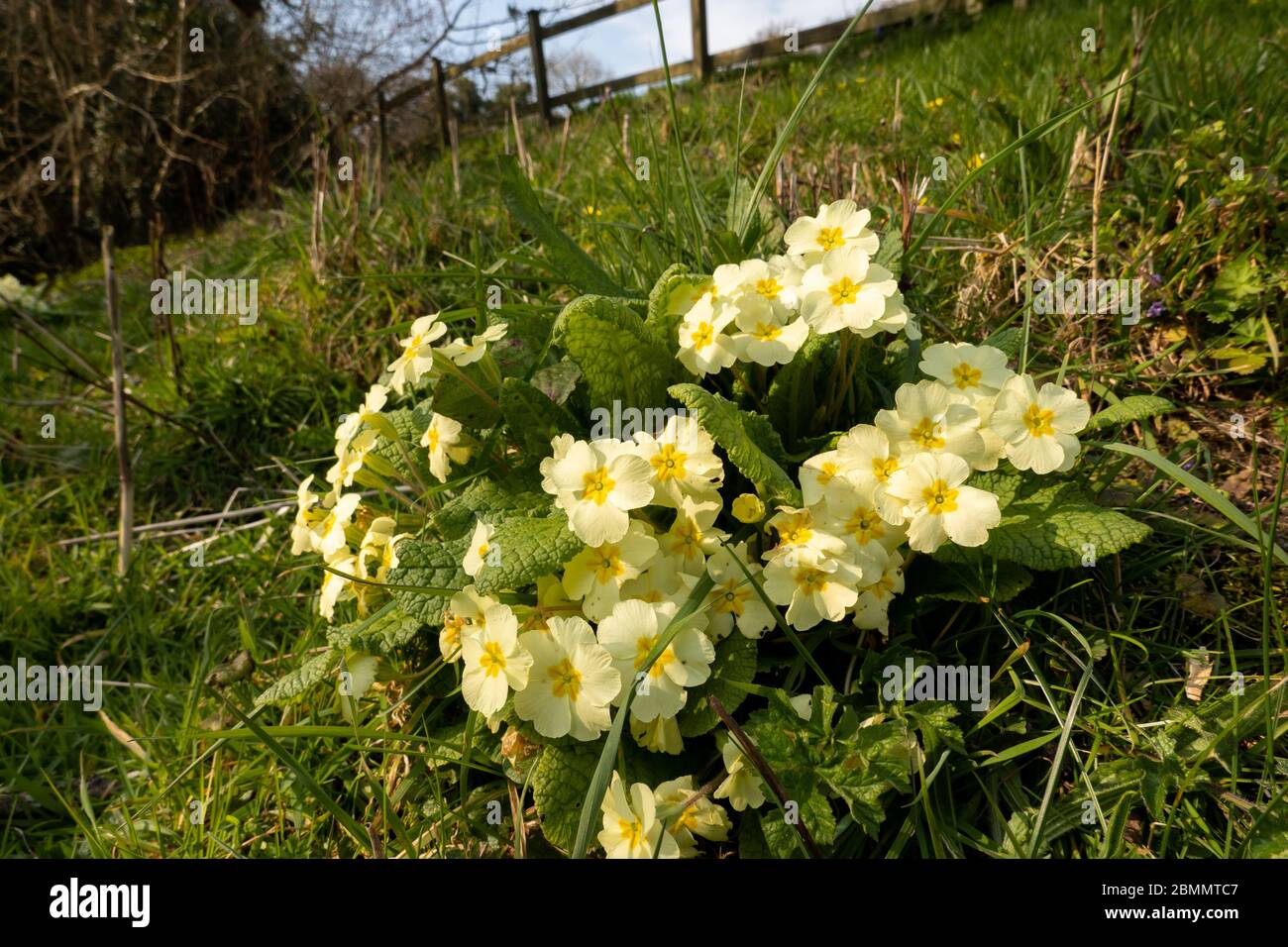 Primrose hedgerow hi-res stock photography and images - Alamy