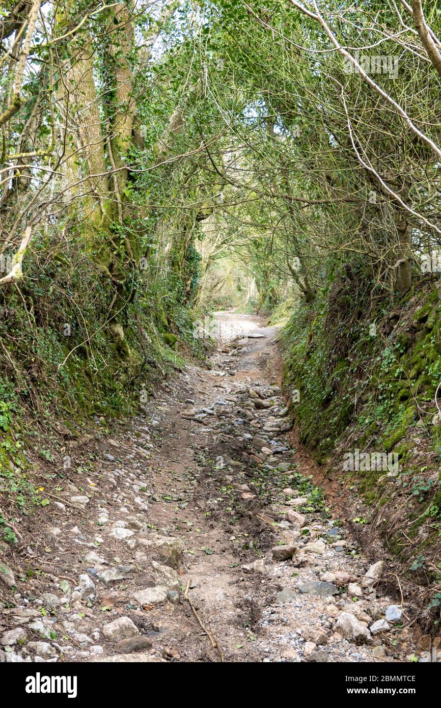 Rural path overhanging trees hi-res stock photography and images - Alamy