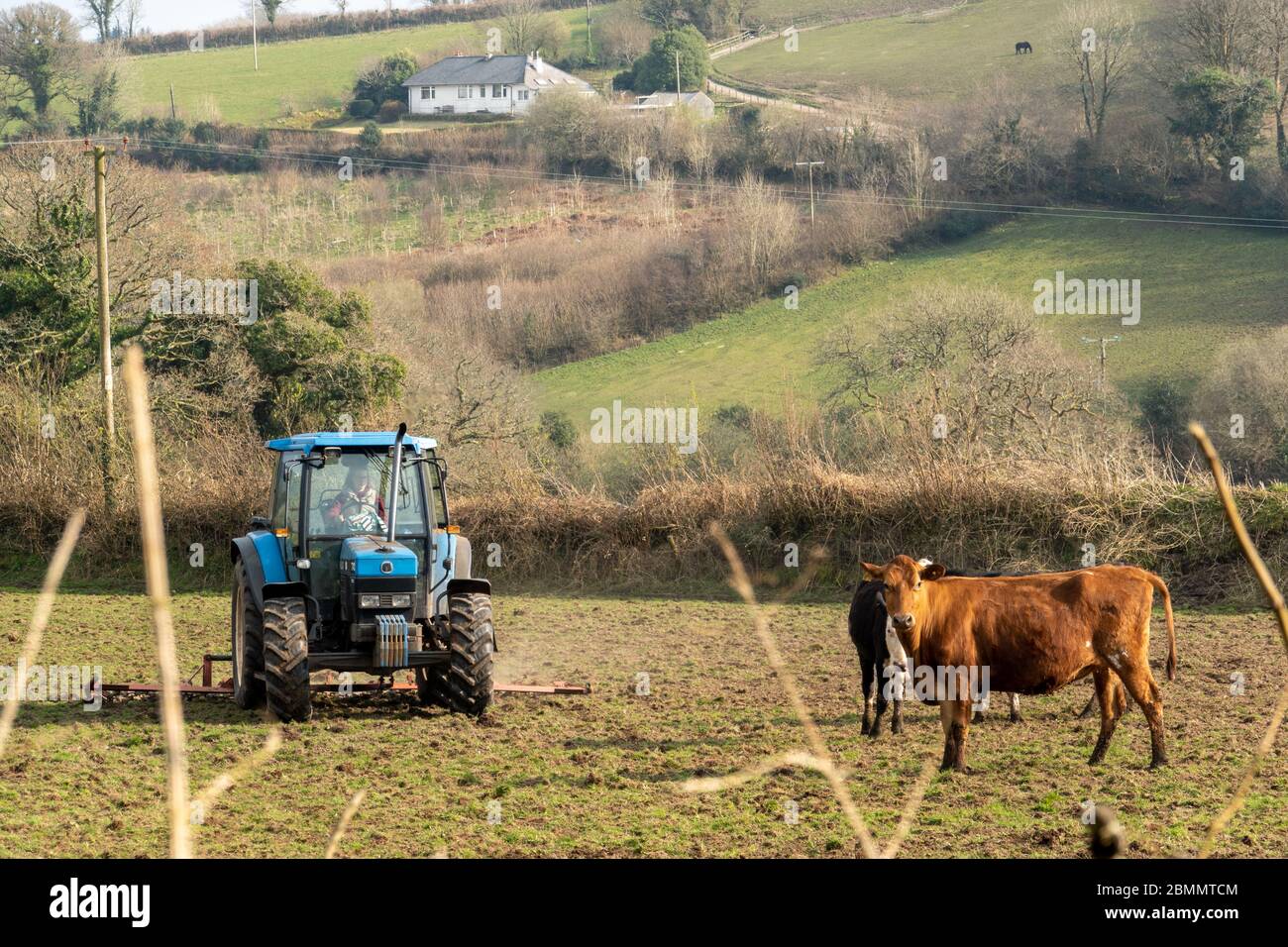 Tractor cows hi-res stock photography and images - Alamy