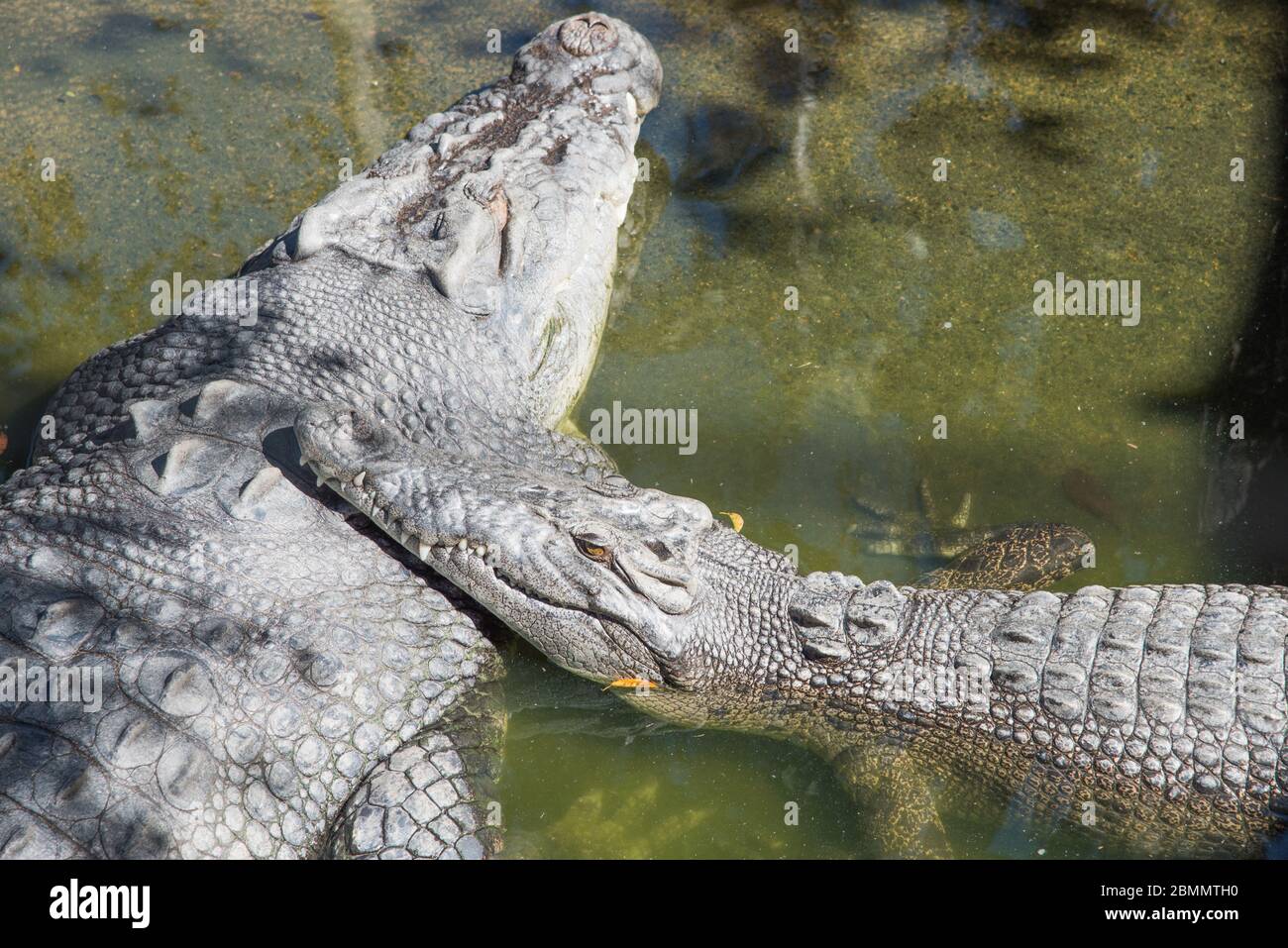 Two saltwater crocodiles, one resting it's head on the other, floating ...