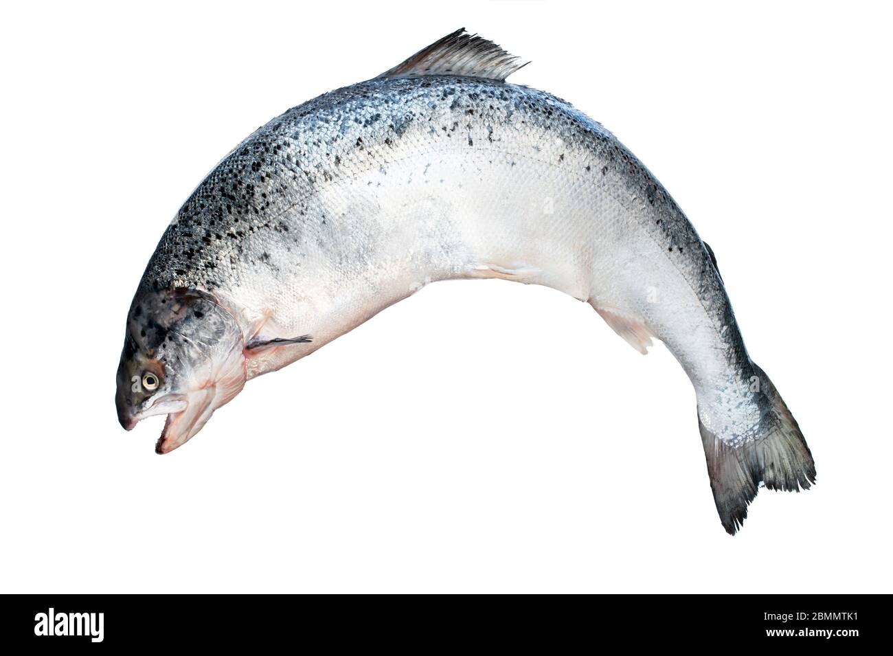 Whole fresh salmon fish isolated on white Stock Photo - Alamy