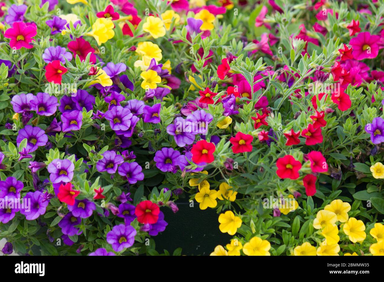 Calibrachoa hi-res stock photography and images - Alamy