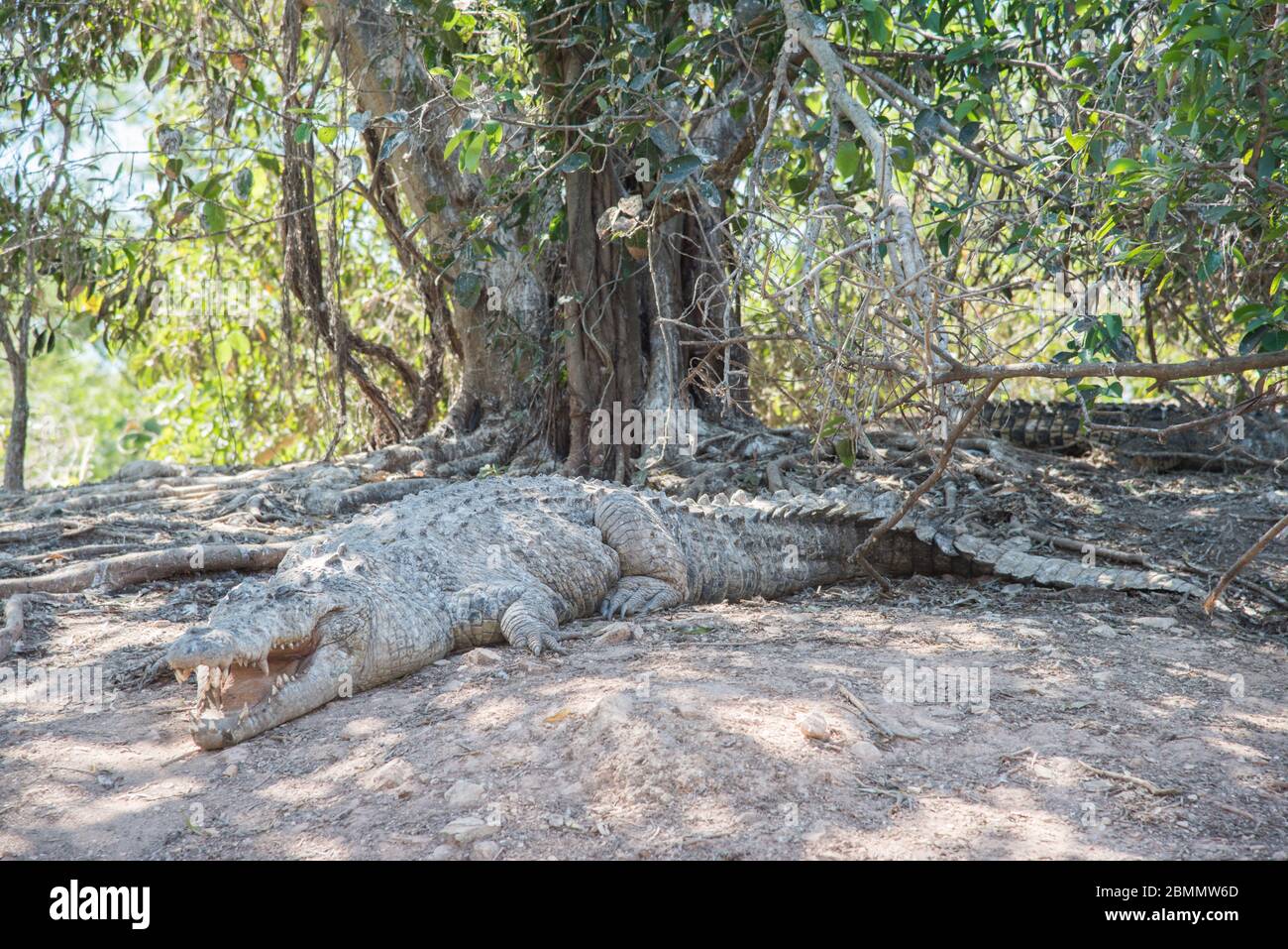 Large saltwater crocodile isolated cooling off on the bank with native ...