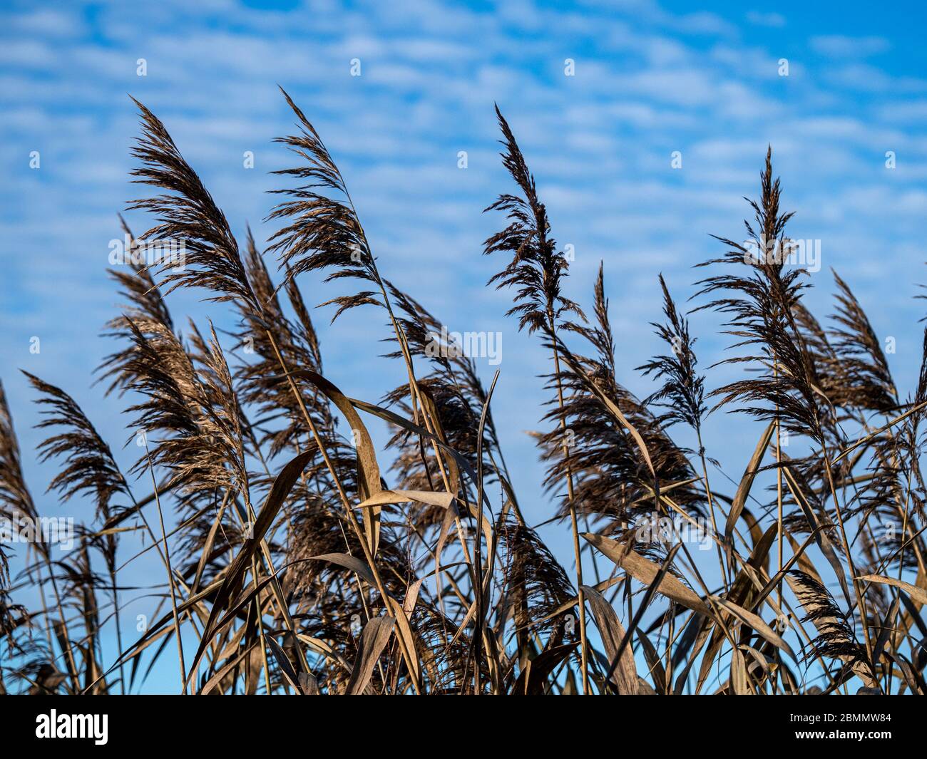 Seed heads of Phragmites reeds blowing in the breeze with a mottled ...