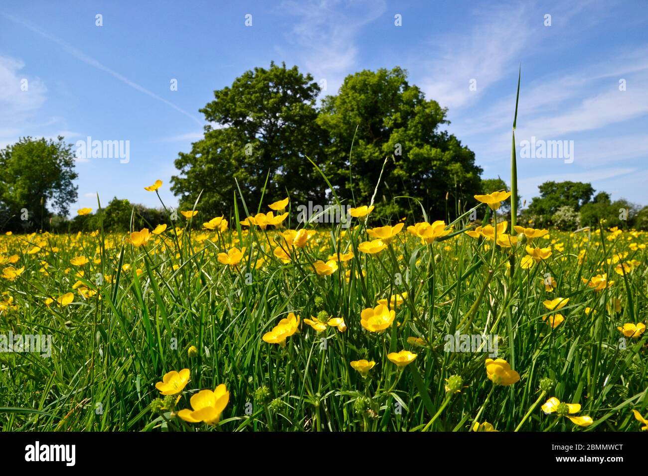 Lawn field buttercups hi-res stock photography and images - Alamy
