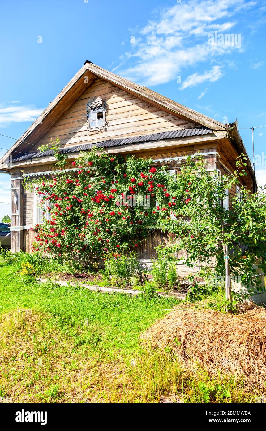 Red roses flowers on the facade of an old wooden house in village Stock ...