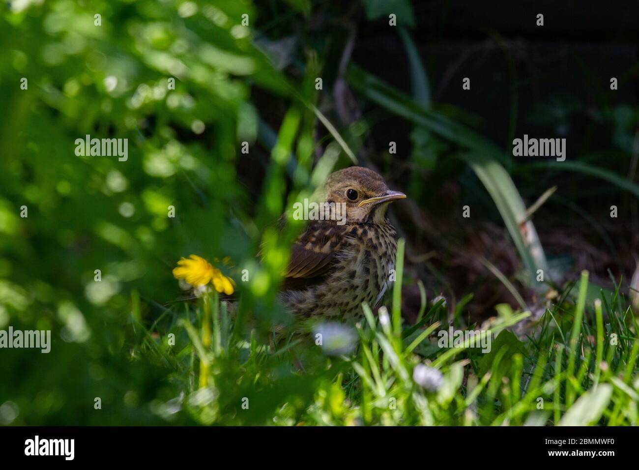 Fledgling song thrush hi-res stock photography and images - Alamy
