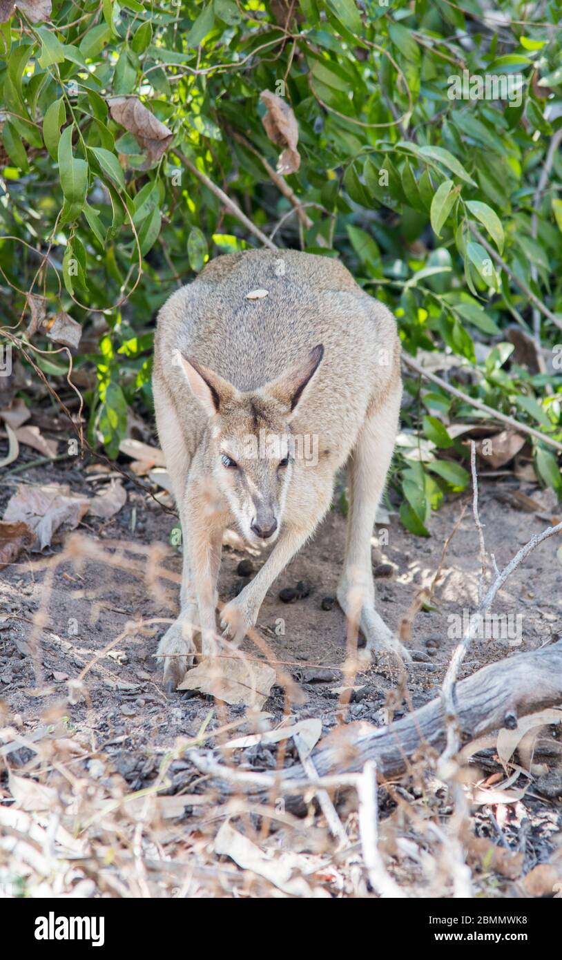 Agile wallaby in it's natural bushland habitat in the Northern ...