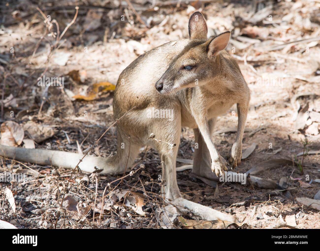 Agile wallaby isolated in it's natural bushland habitat in the Northern ...